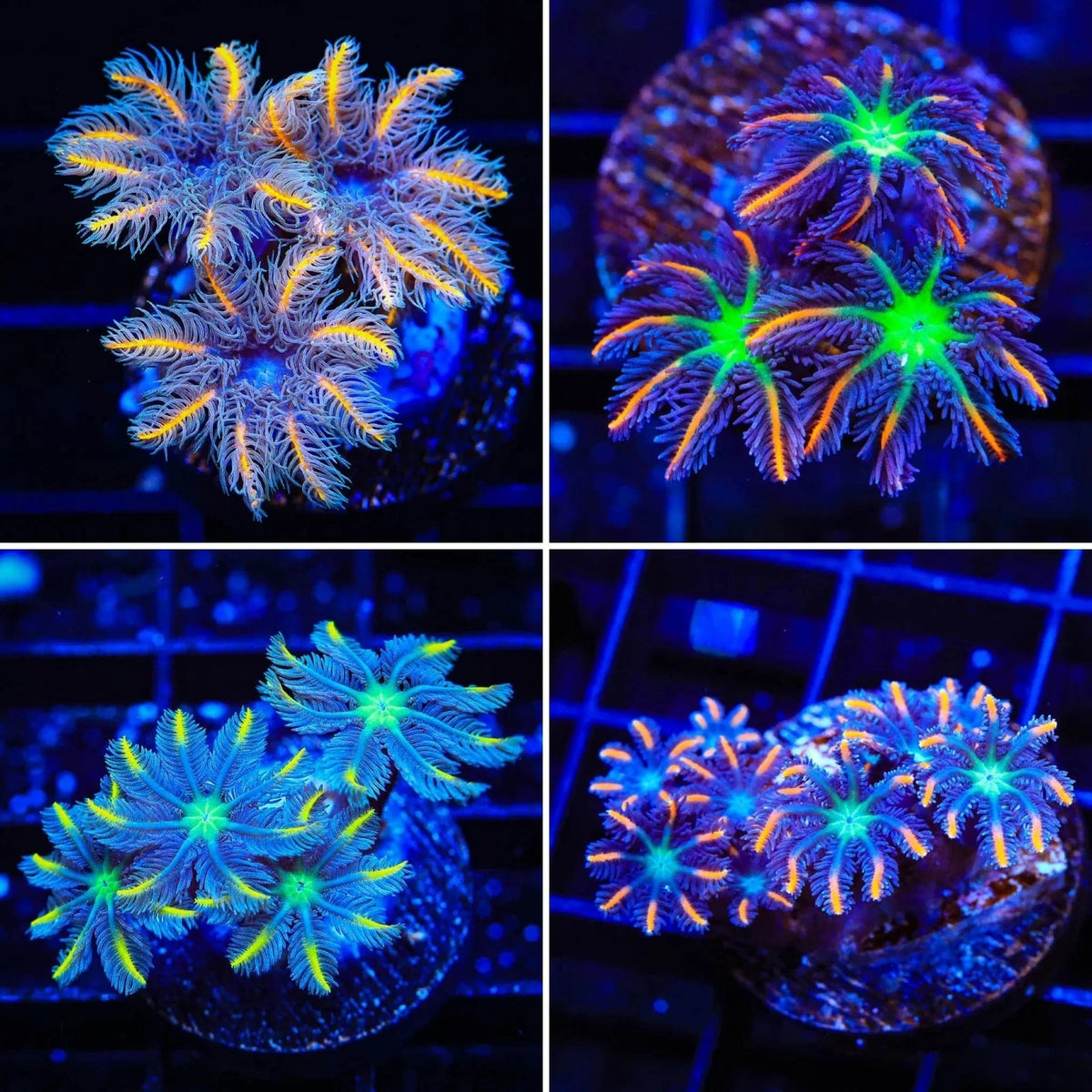 TSA Signature Clove Coral Pack – Top Shelf Aquatics