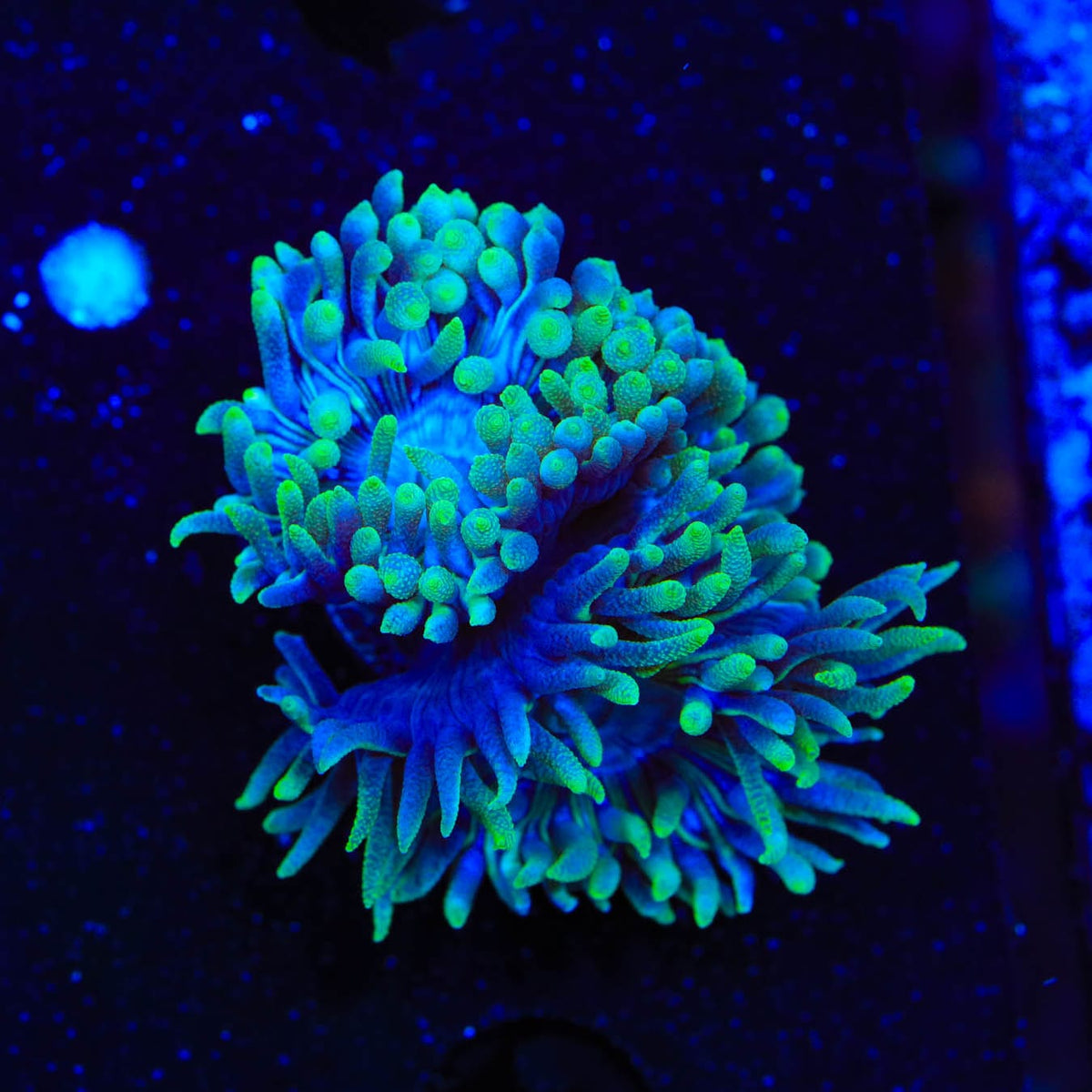 TSA Slam Duncan Coral – Top Shelf Aquatics