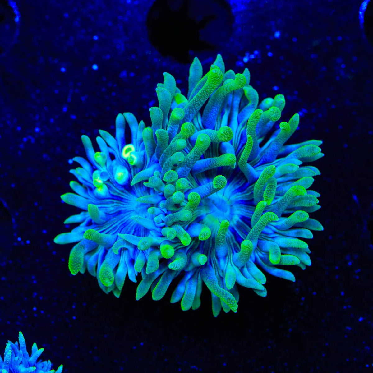 TSA Slam Duncan Coral – Top Shelf Aquatics