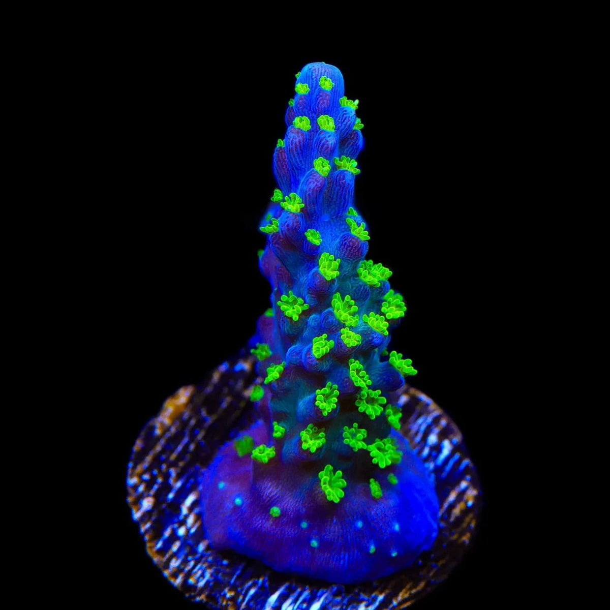 TSA Sour Patch Acropora Coral – Top Shelf Aquatics