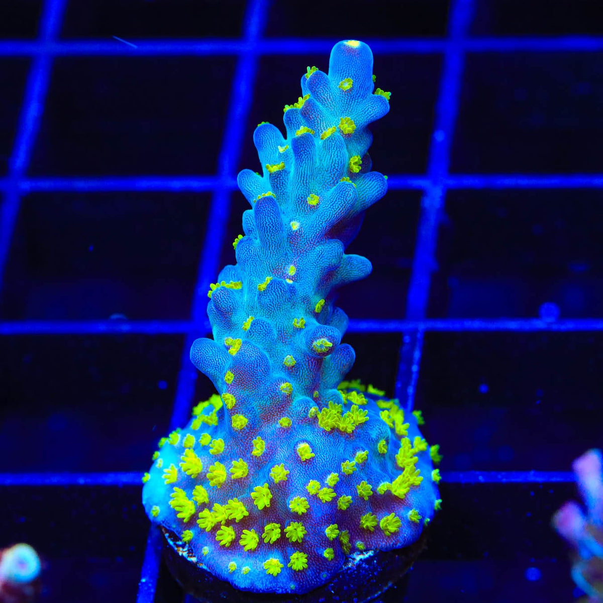 TSA Sour Patch Acropora Coral – Top Shelf Aquatics