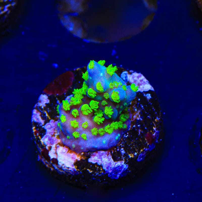 TSA Sour Patch Acropora Coral – Top Shelf Aquatics