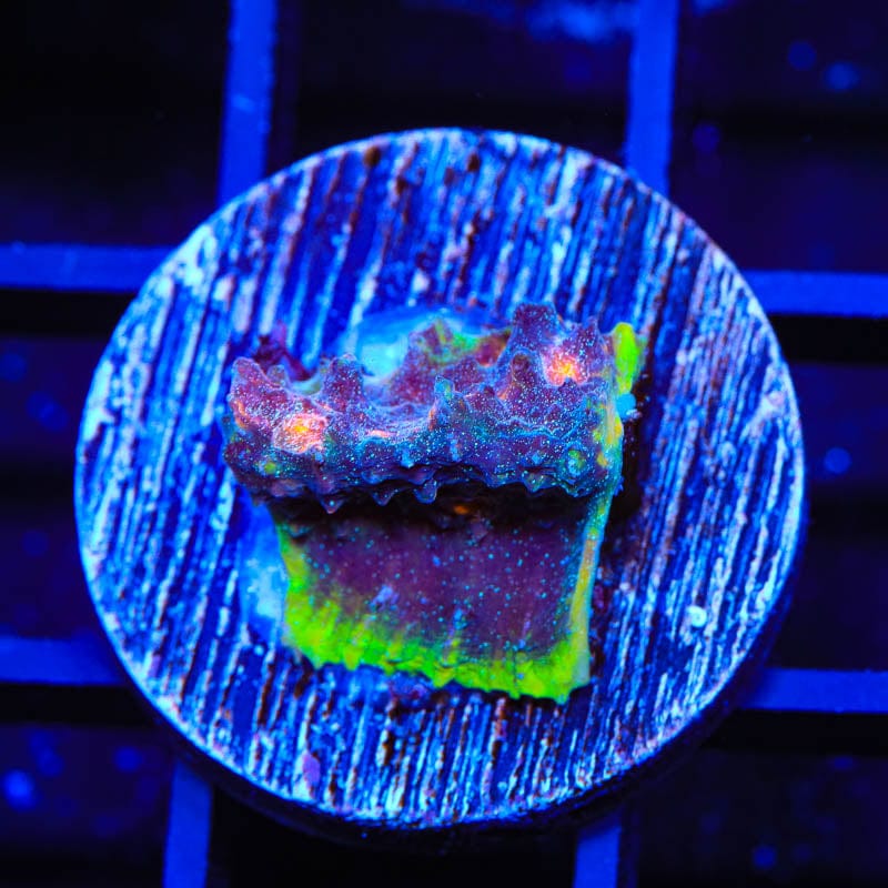 TSA Space Candy Chalice Coral – Top Shelf Aquatics