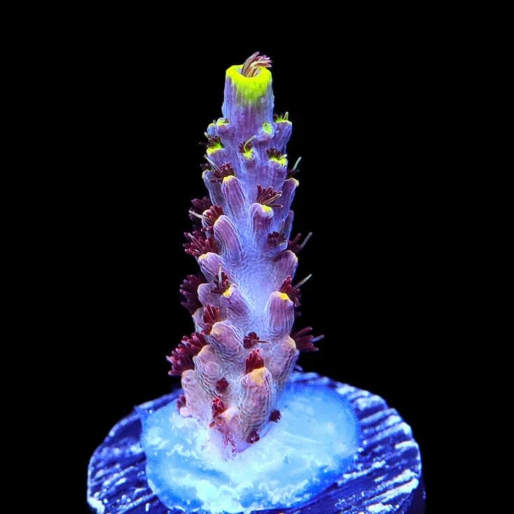 TSA Spyro the Dragon Acropora Coral – Top Shelf Aquatics