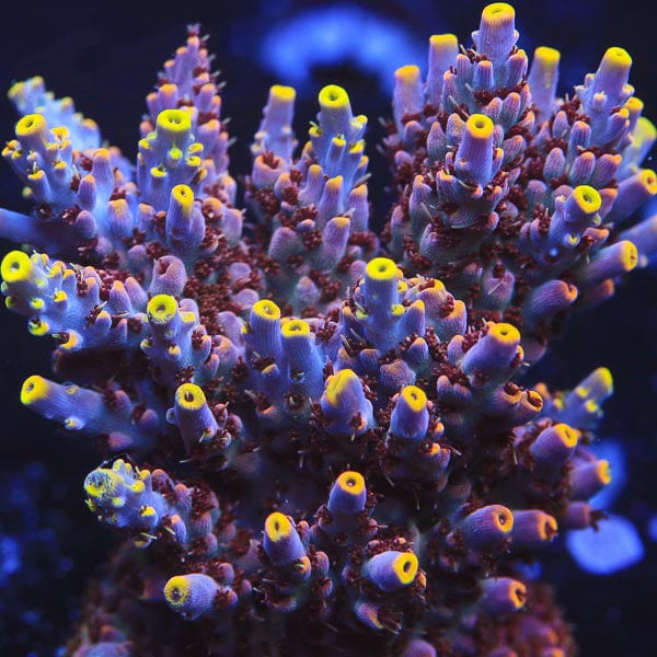TSA Spyro the Dragon Acropora Coral – Top Shelf Aquatics