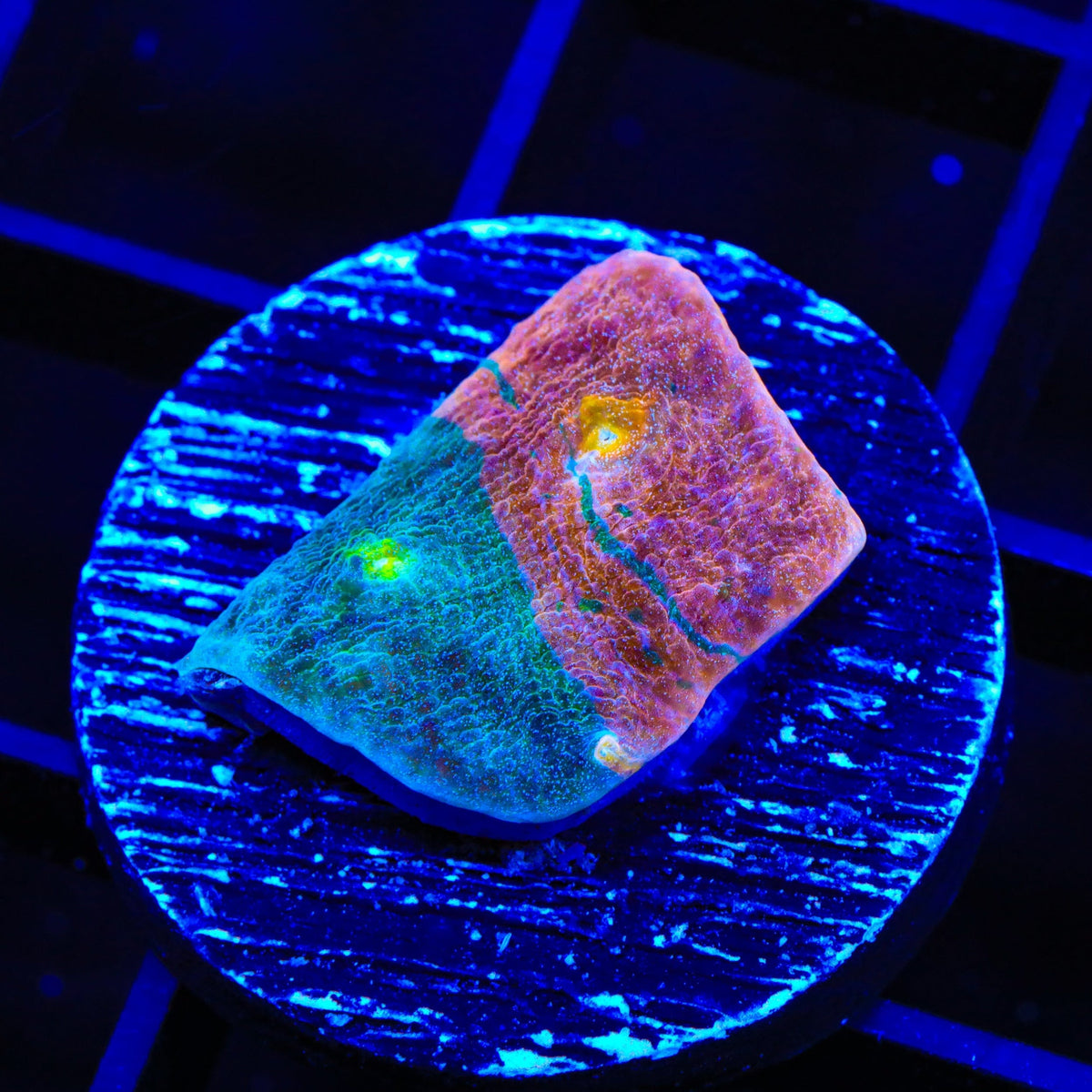 TSA Stained Glass Chalice Coral – Top Shelf Aquatics