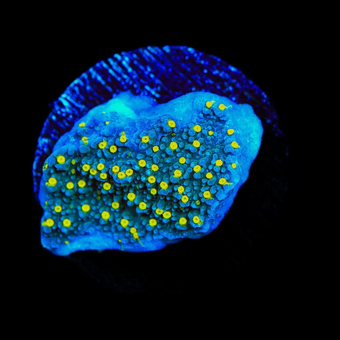 TSA Starry Night Montipora Coral – Top Shelf Aquatics