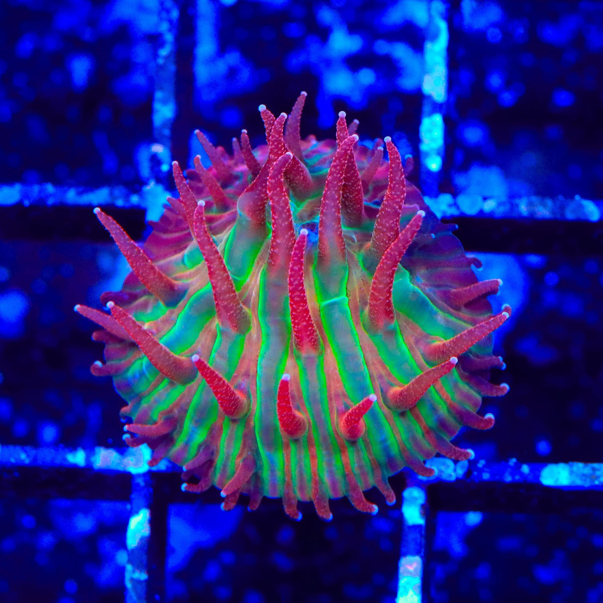 TSA Strawberry Ice Aquacultured Plate Coral – Top Shelf Aquatics