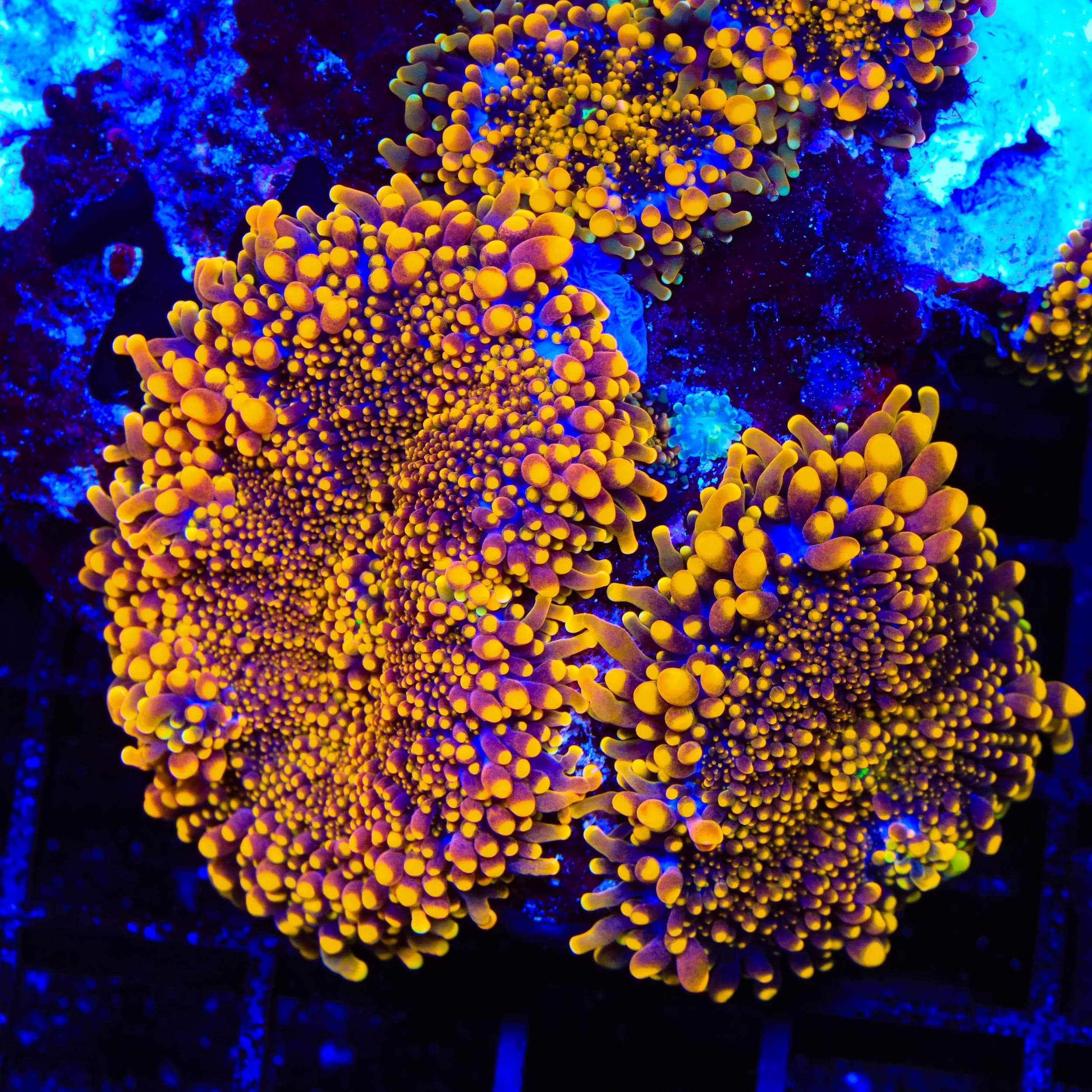 Mushroom Corals for Sale | Live Vibrant Coral Mushrooms for Your Reef ...