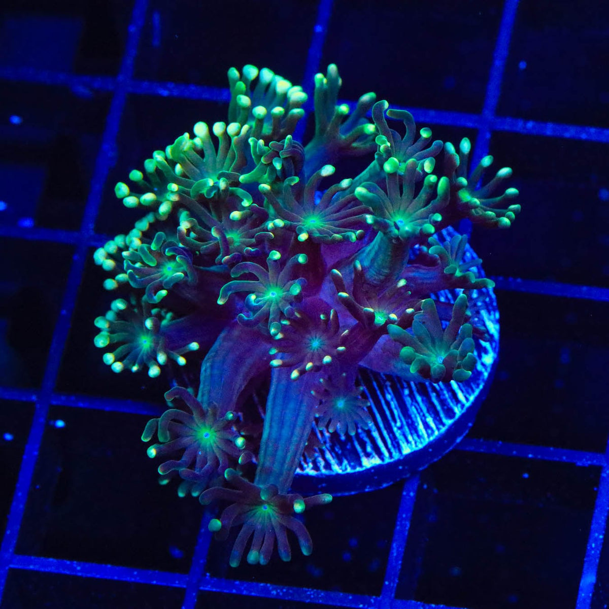TSA Super Storm Alveopora Coral – Top Shelf Aquatics