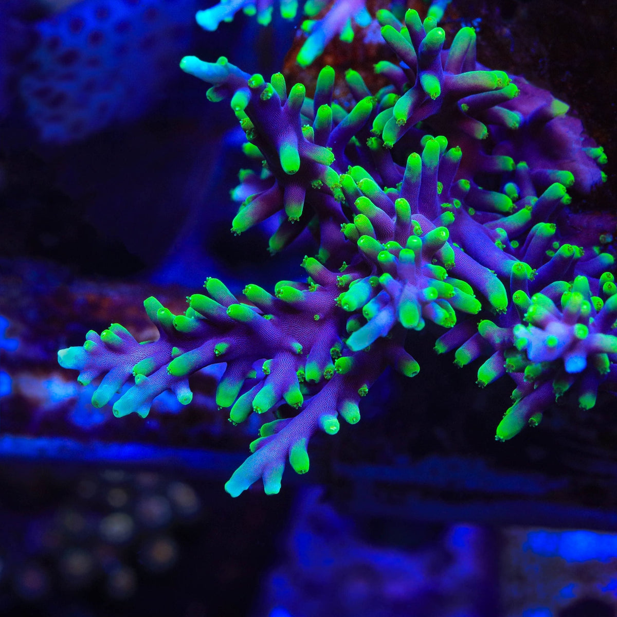 TSA The Riddler Dragon Acropora Coral – Top Shelf Aquatics