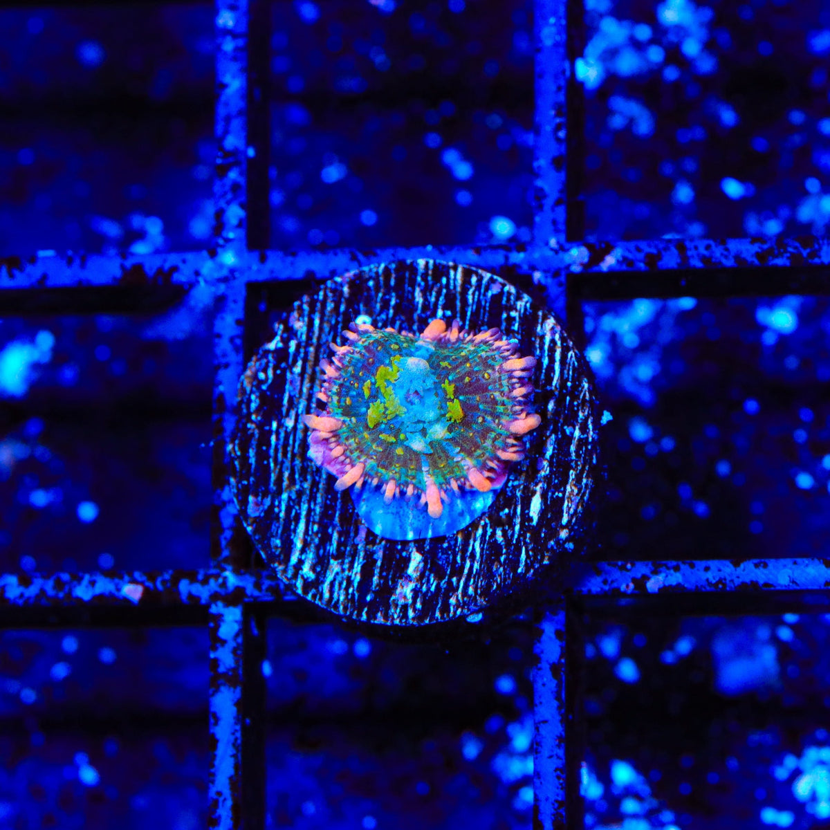 TSA Tie Dye Rhodactis Mushroom Coral – Top Shelf Aquatics