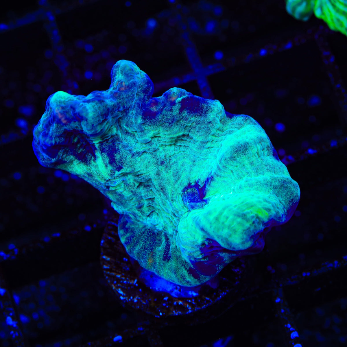 TSA Toxic Avenger Pectinia Coral – Top Shelf Aquatics