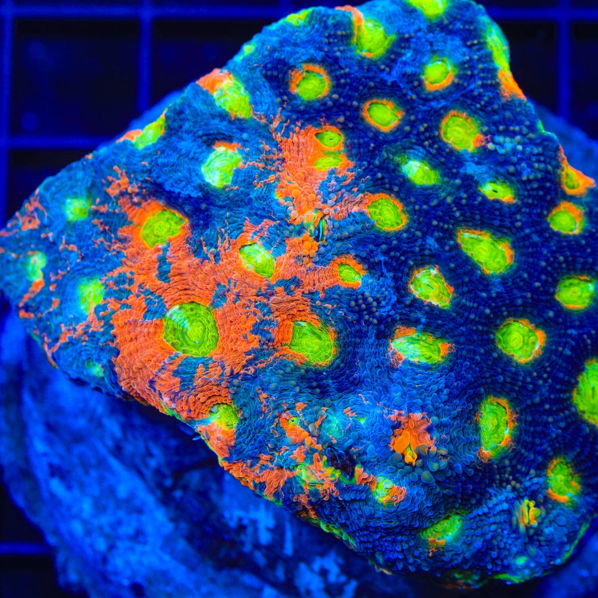 TSA Toxic Blueberry Echinata Coral – Top Shelf Aquatics