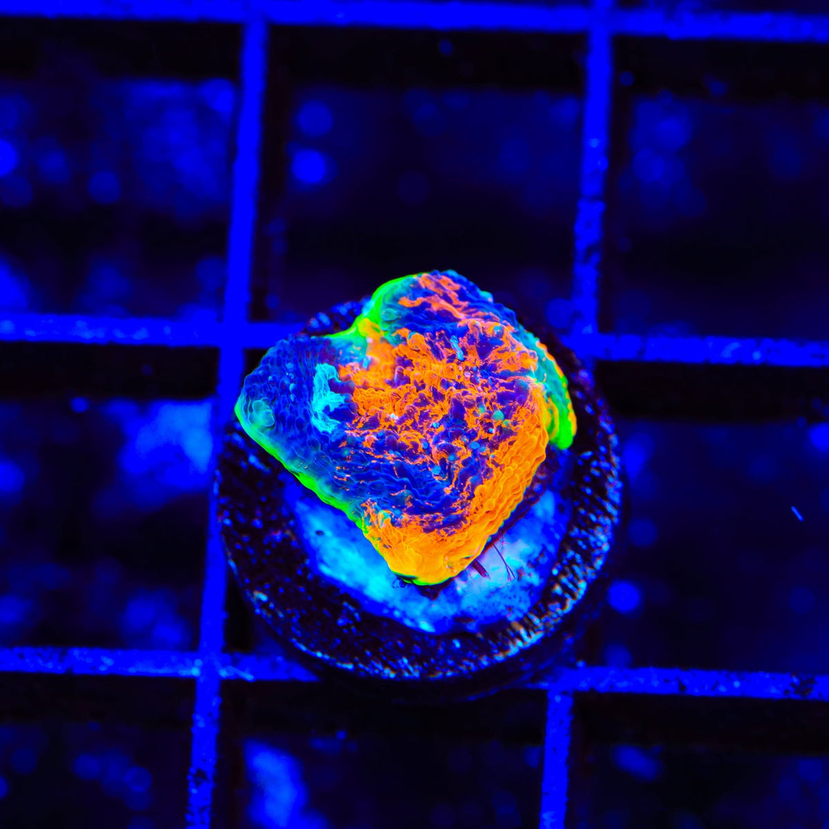 TSA Toxic Blueberry Echinata Coral – Top Shelf Aquatics