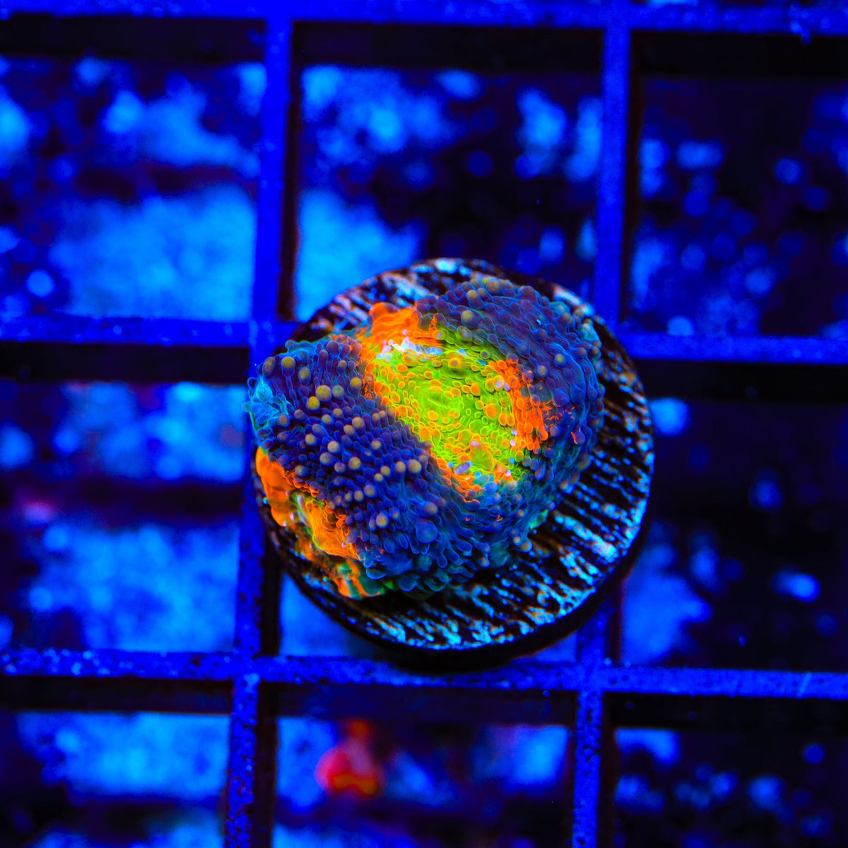 TSA Toxic Blueberry Echinata Coral – Top Shelf Aquatics
