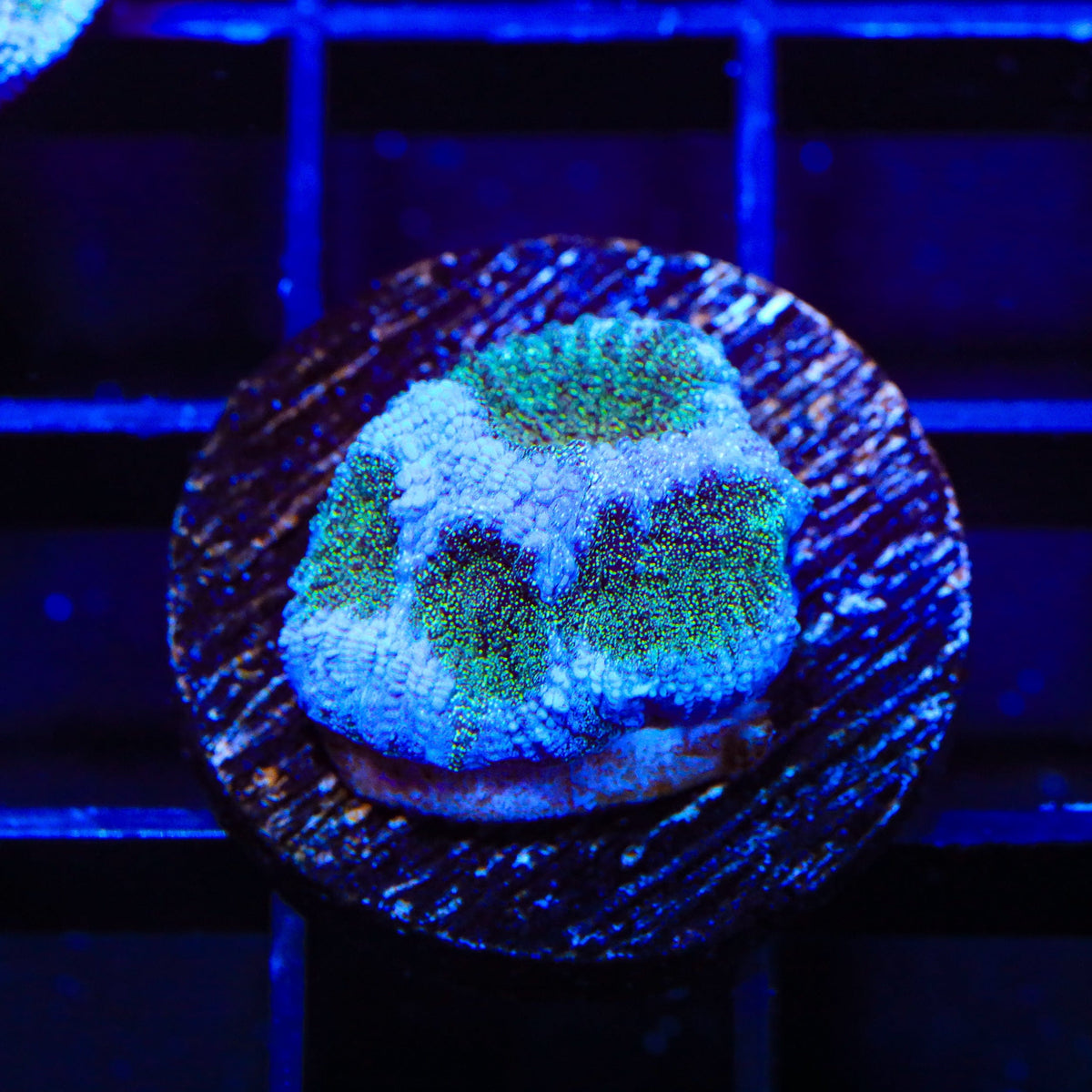 TSA Twinkle Toes Favia Coral – Top Shelf Aquatics