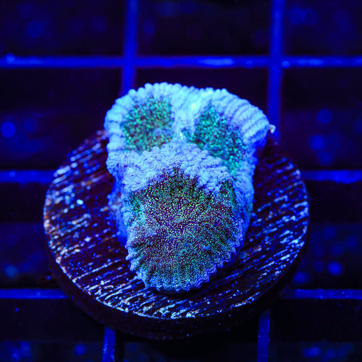 TSA Twinkle Toes Favia Coral – Top Shelf Aquatics