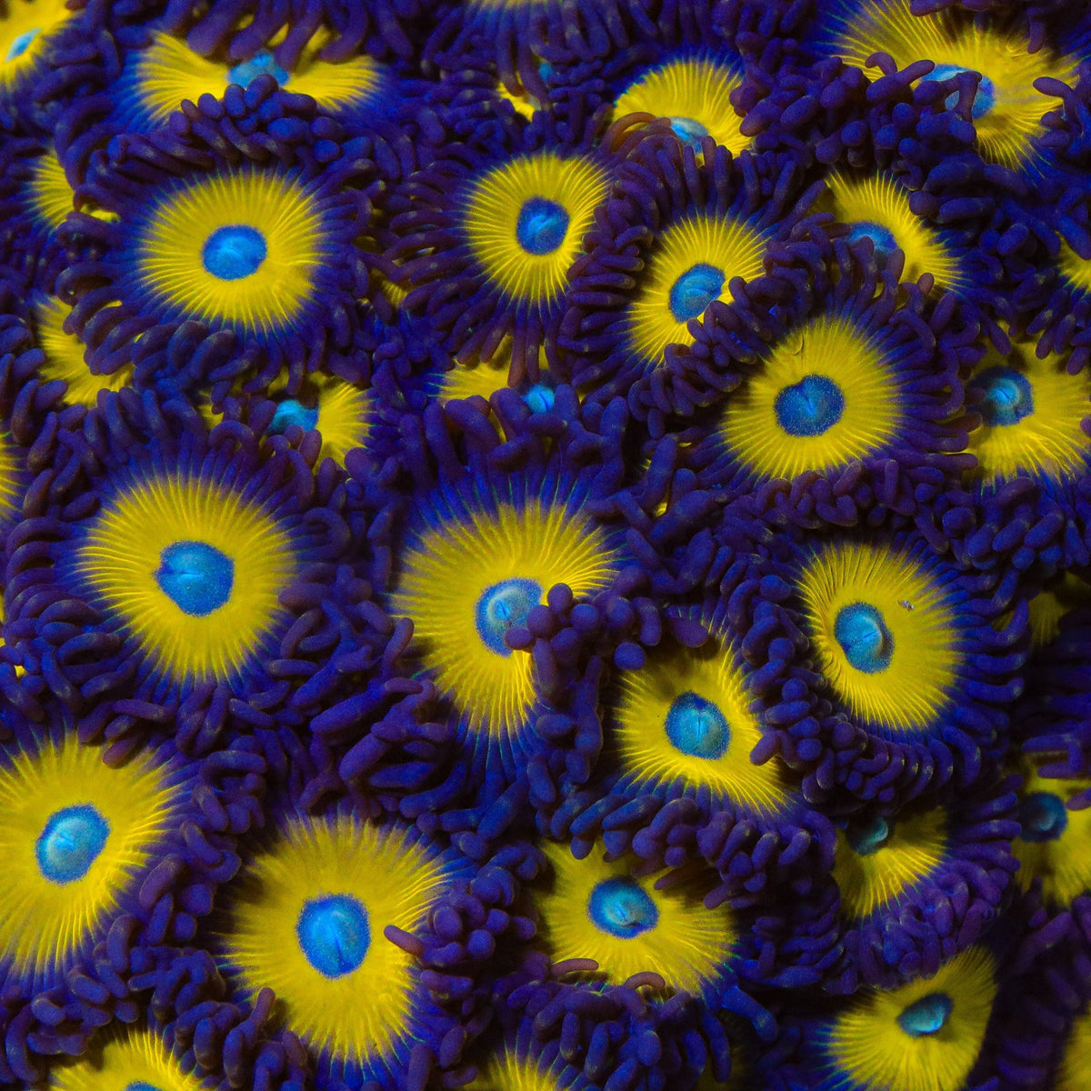 Vulcan Blood Zoanthids Coral – Top Shelf Aquatics