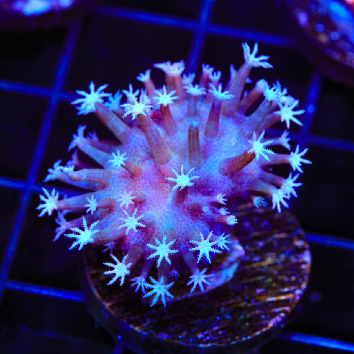 TSA Weeping Willow Toadstool Coral – Top Shelf Aquatics