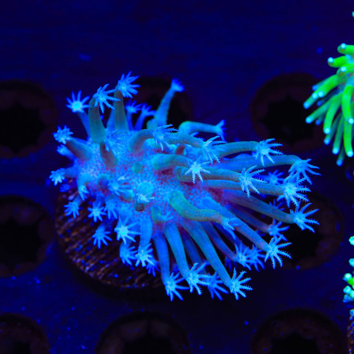 TSA Weeping Willow Toadstool Coral – Top Shelf Aquatics