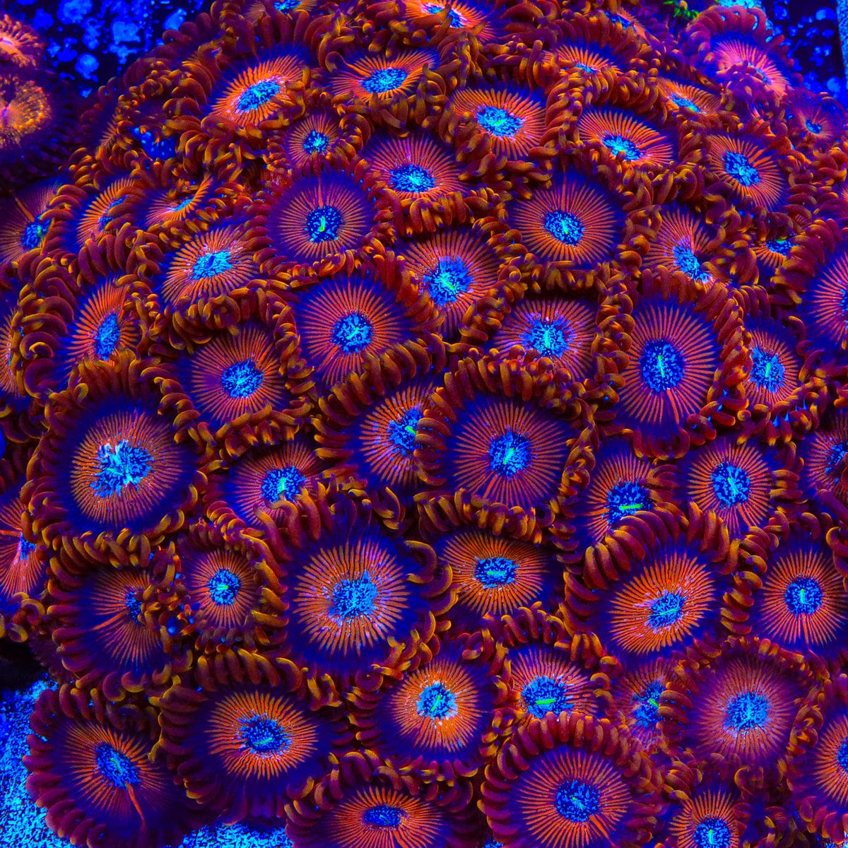 ACI Wizard Zoanthids Coral – Top Shelf Aquatics