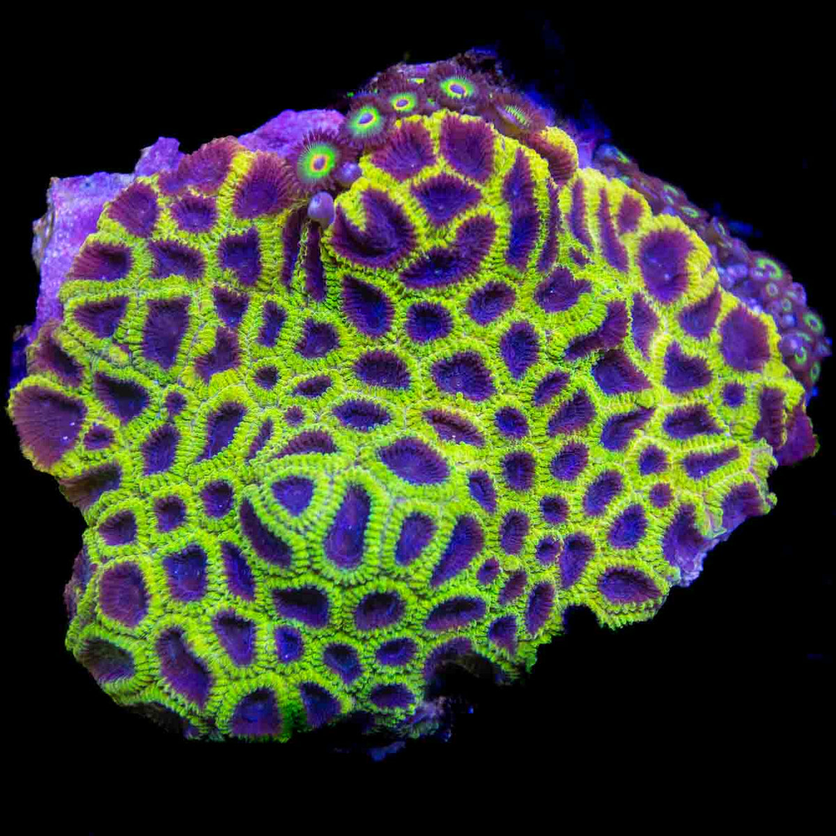 TSA Wolverine Favia Colony Coral – Top Shelf Aquatics