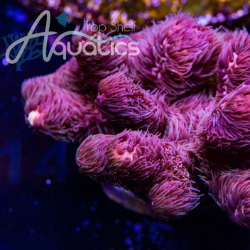 Acropora Coral for Sale – Top Shelf Aquatics