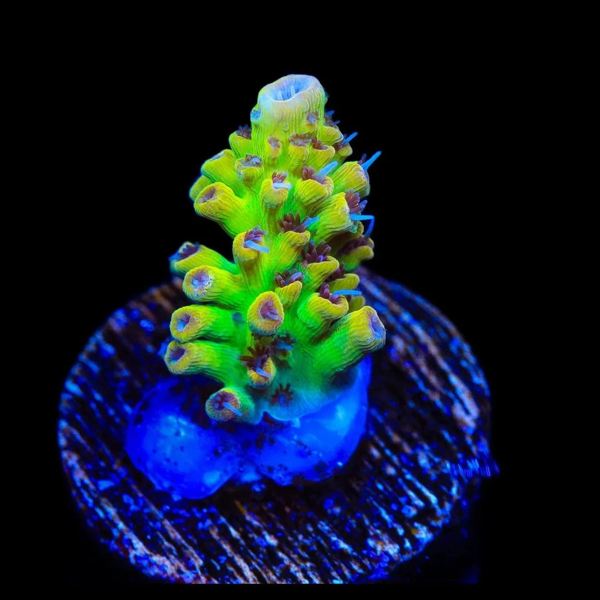 Tyree Pink Lemonade Acropora Coral – Top Shelf Aquatics