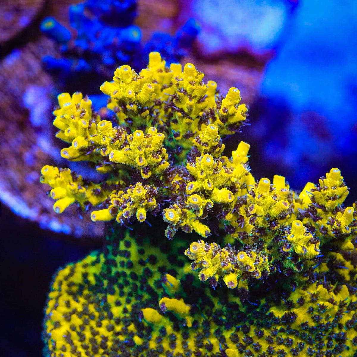 Tyree Pink Lemonade Acropora Coral – Top Shelf Aquatics