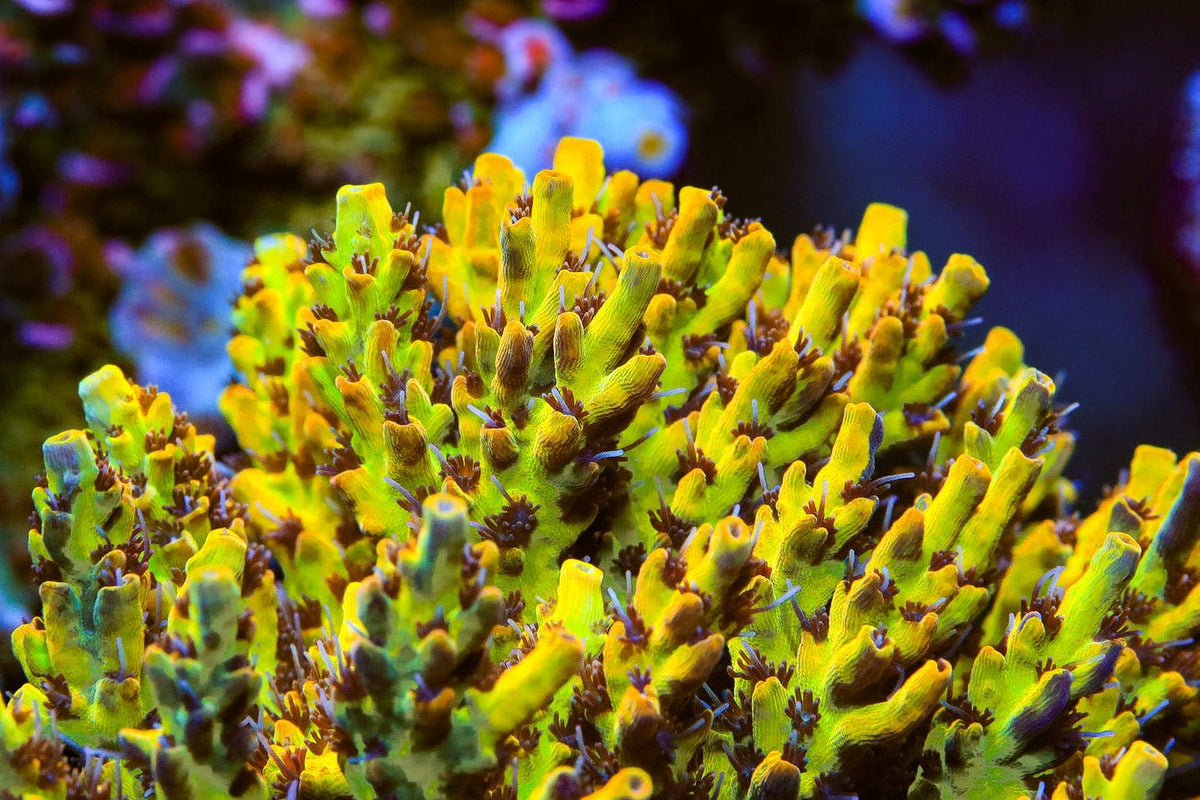 Tyree Pink Lemonade Acropora Coral – Top Shelf Aquatics