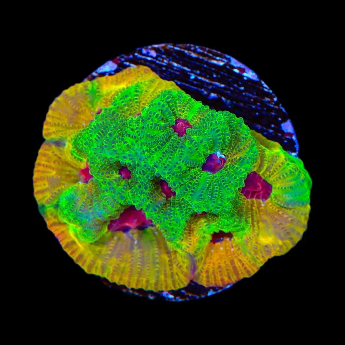 UC Fascination Favia Coral – Top Shelf Aquatics