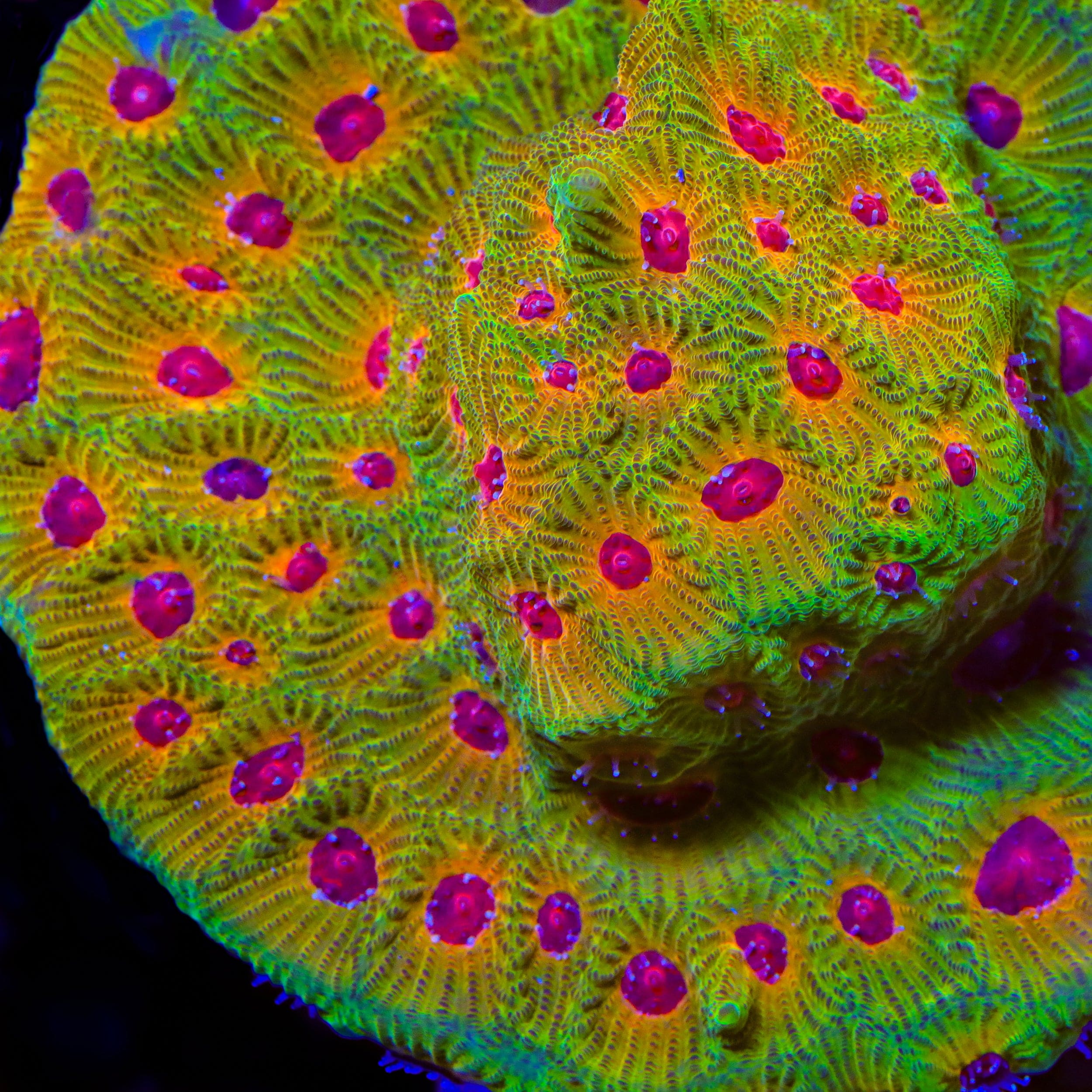 UC Fascination Favia Coral – Top Shelf Aquatics