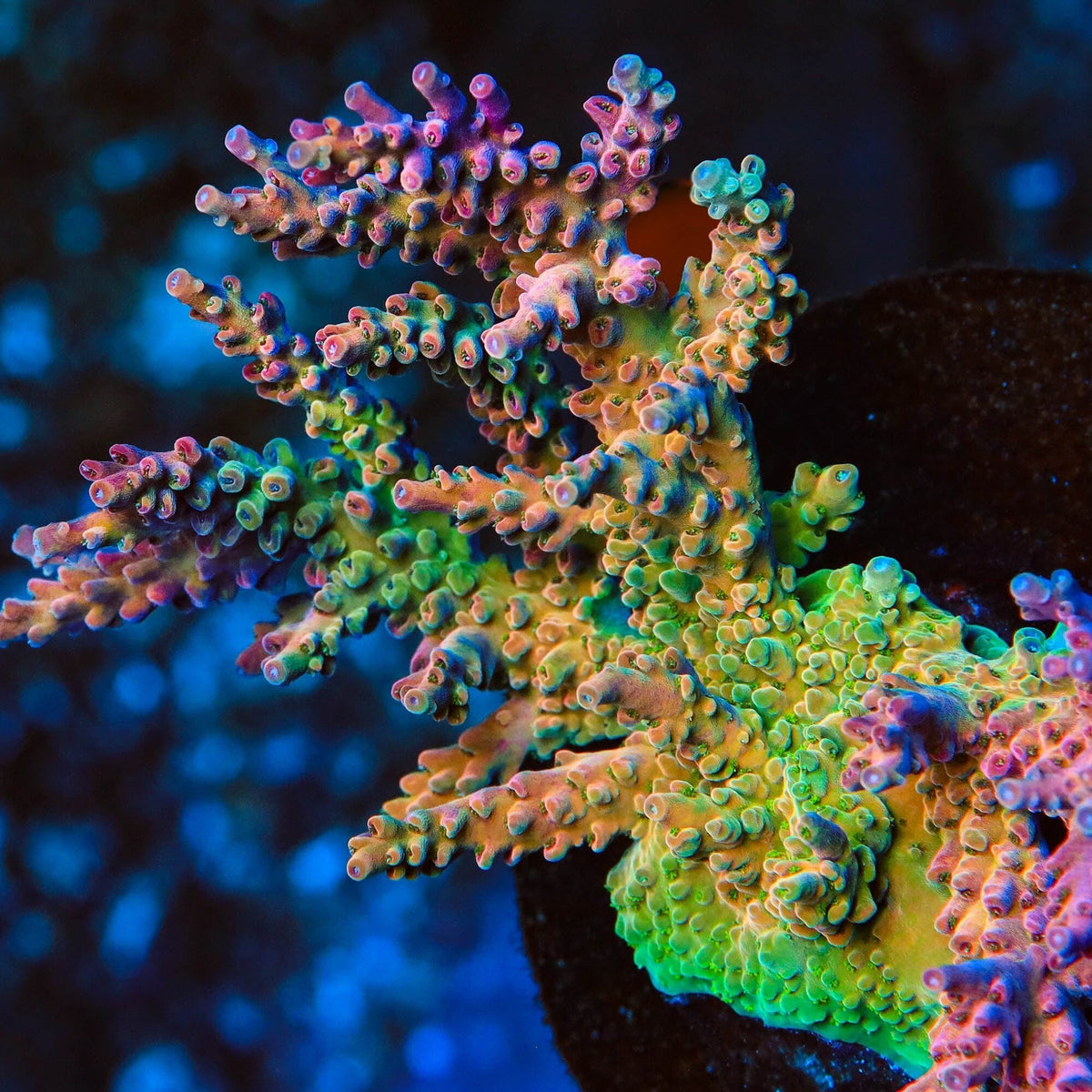 UC Jaw Dropper Jr Acropora Coral – Top Shelf Aquatics