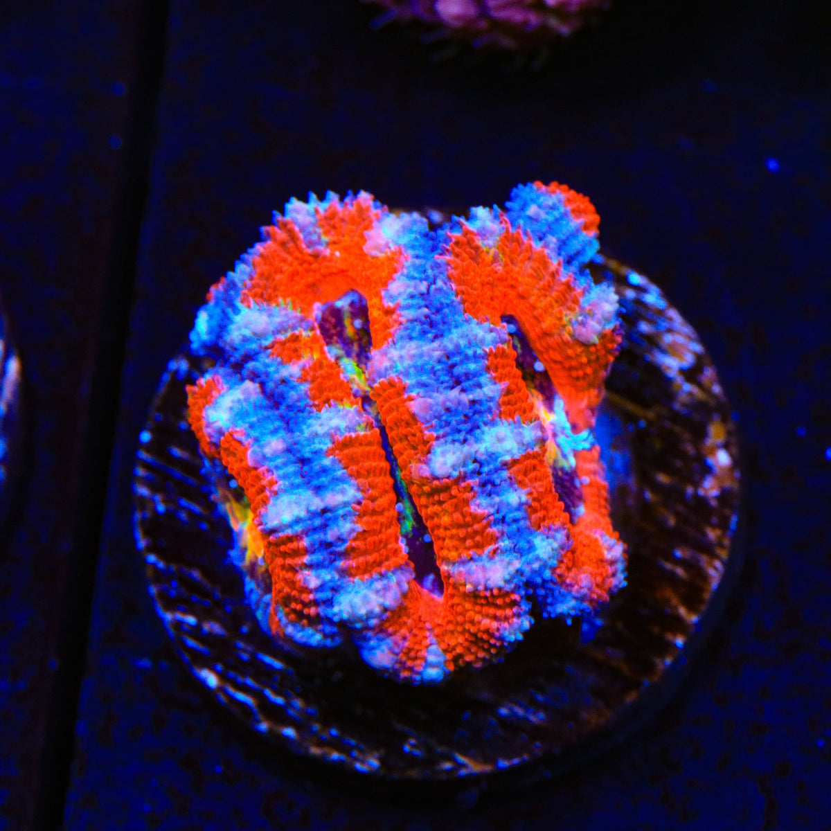 Ultra Acan Coral – Top Shelf Aquatics