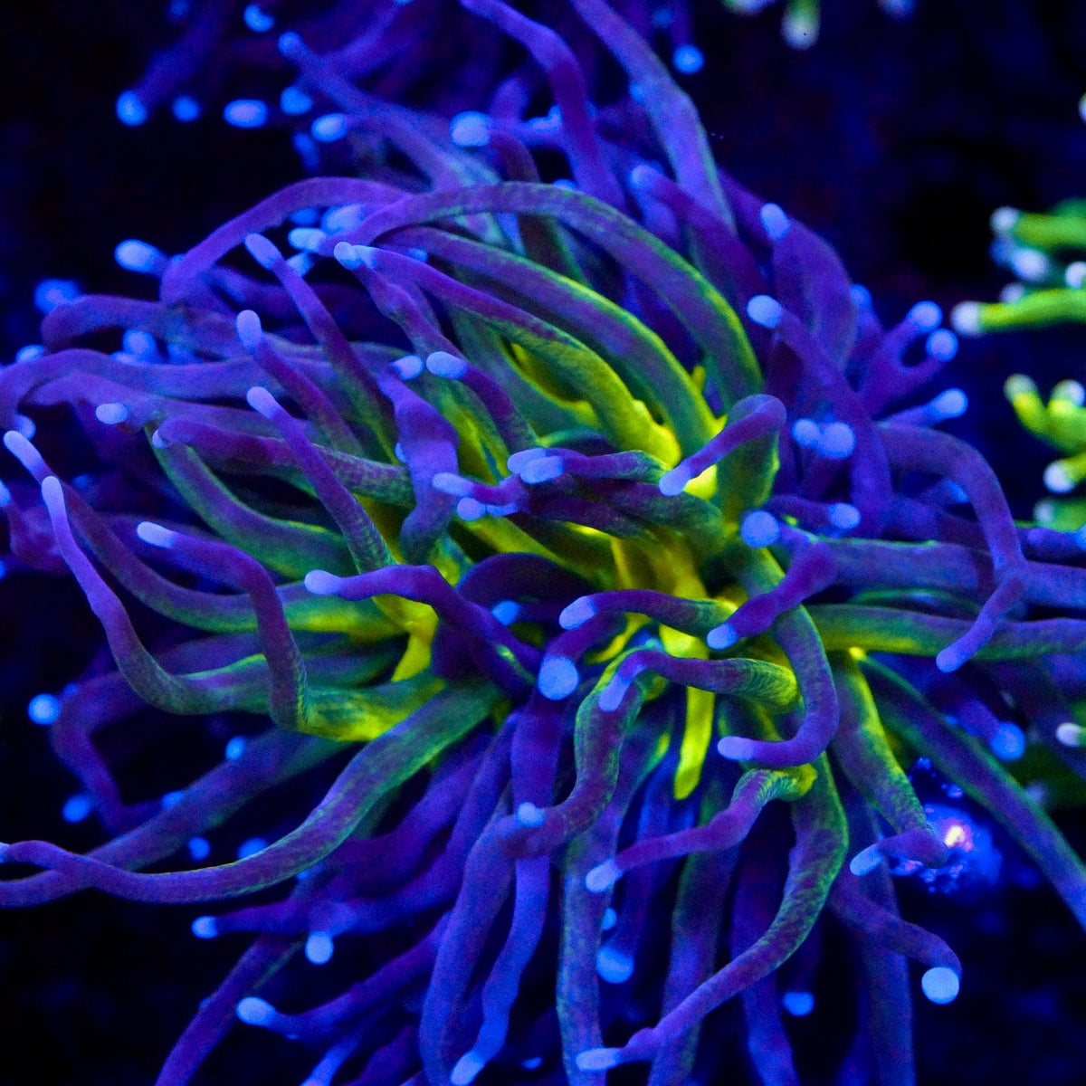 Ultra Blue Malaysian Torch – Top Shelf Aquatics