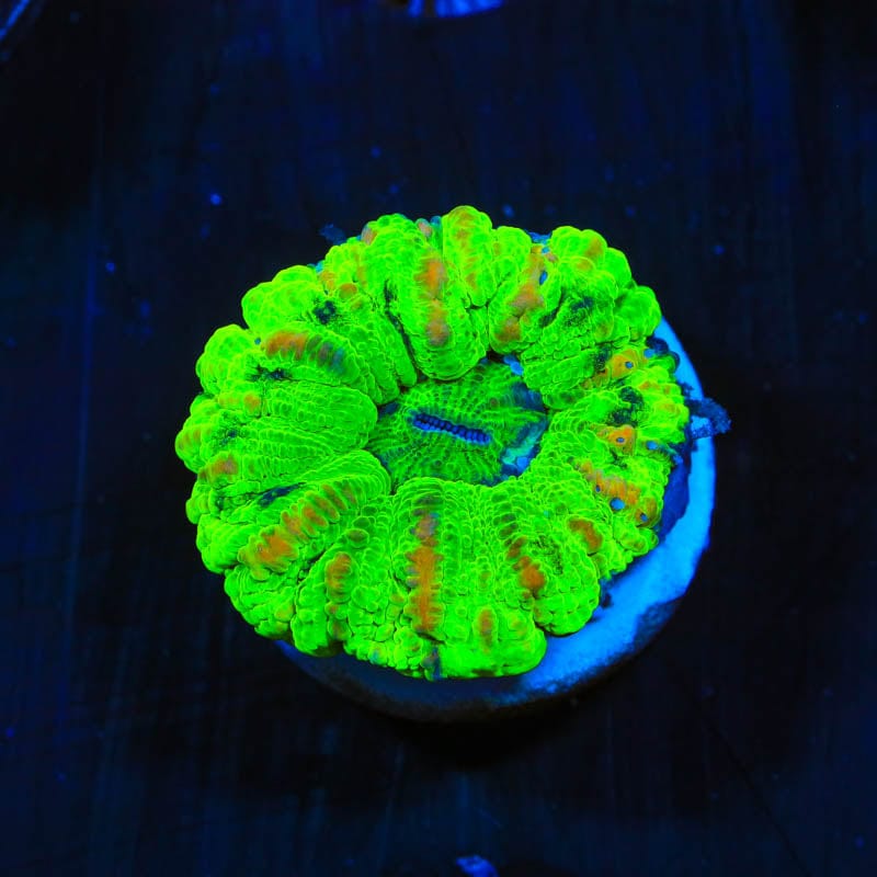 Ultra Button Scoly 1/2" Scolymia Coral – Top Shelf Aquatics