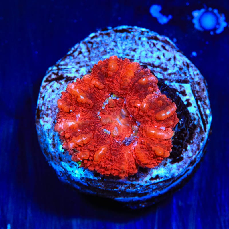 Ultra Button Scoly 1/2" Scolymia Coral – Top Shelf Aquatics