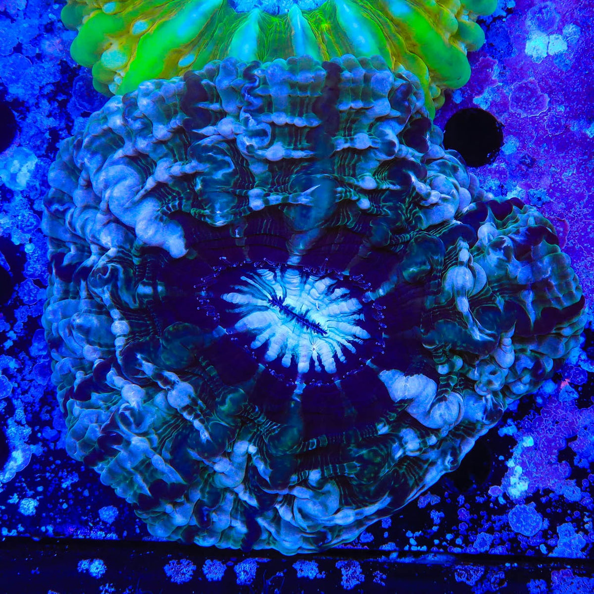 Ultra Cynarina Coral – Top Shelf Aquatics