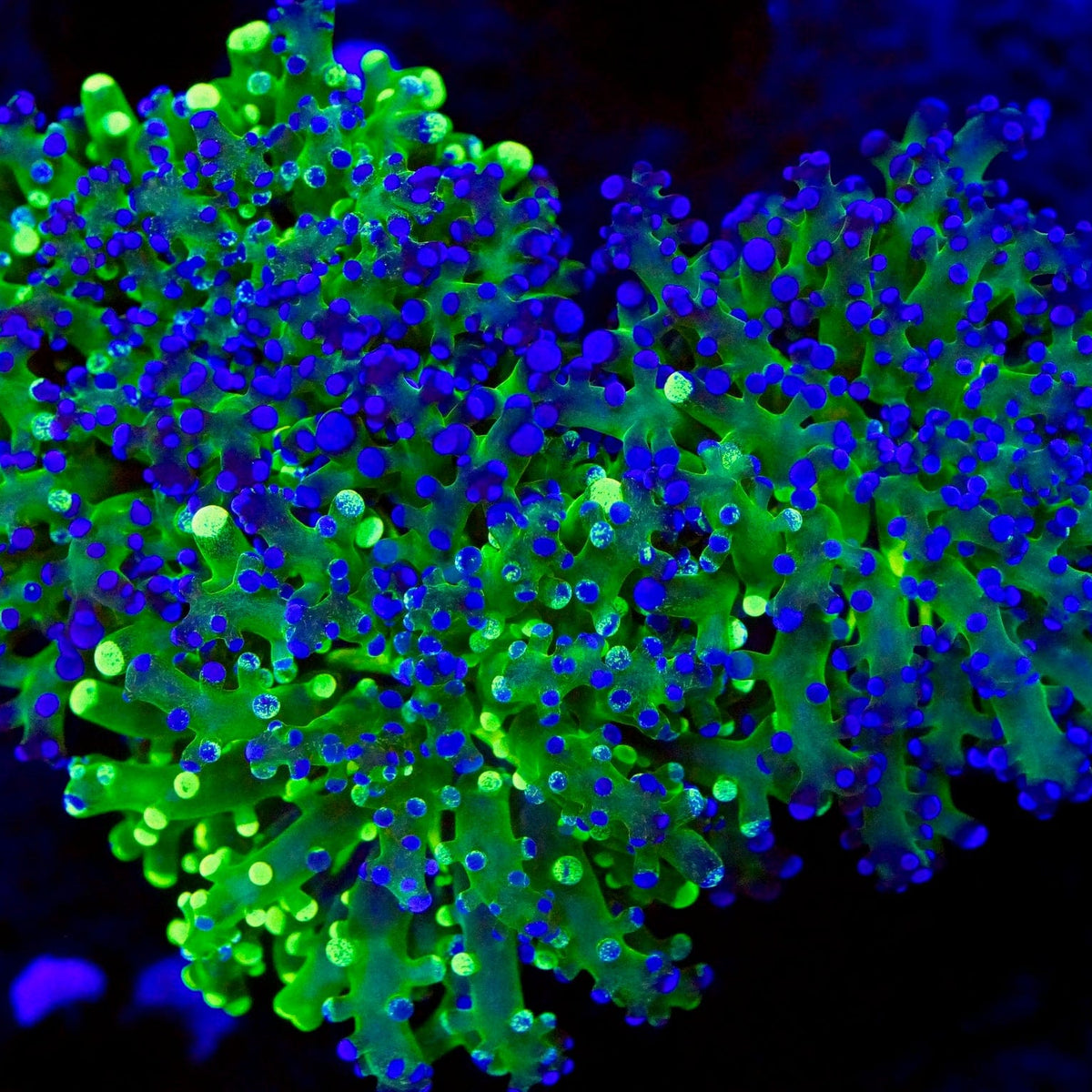 Ultra Frogspawn Triple – Top Shelf Aquatics