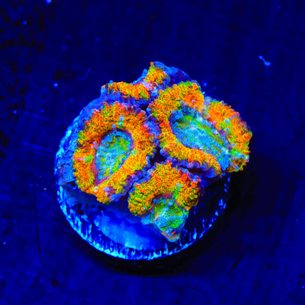 Ultra Rainbow Acan Coral – Top Shelf Aquatics