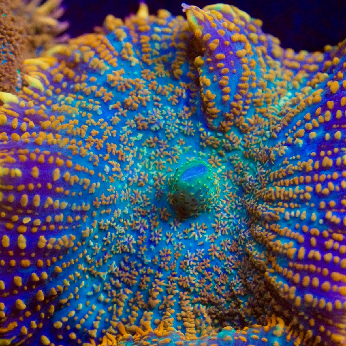 Ultra Rainbow Rhodactis Mushroom – Top Shelf Aquatics