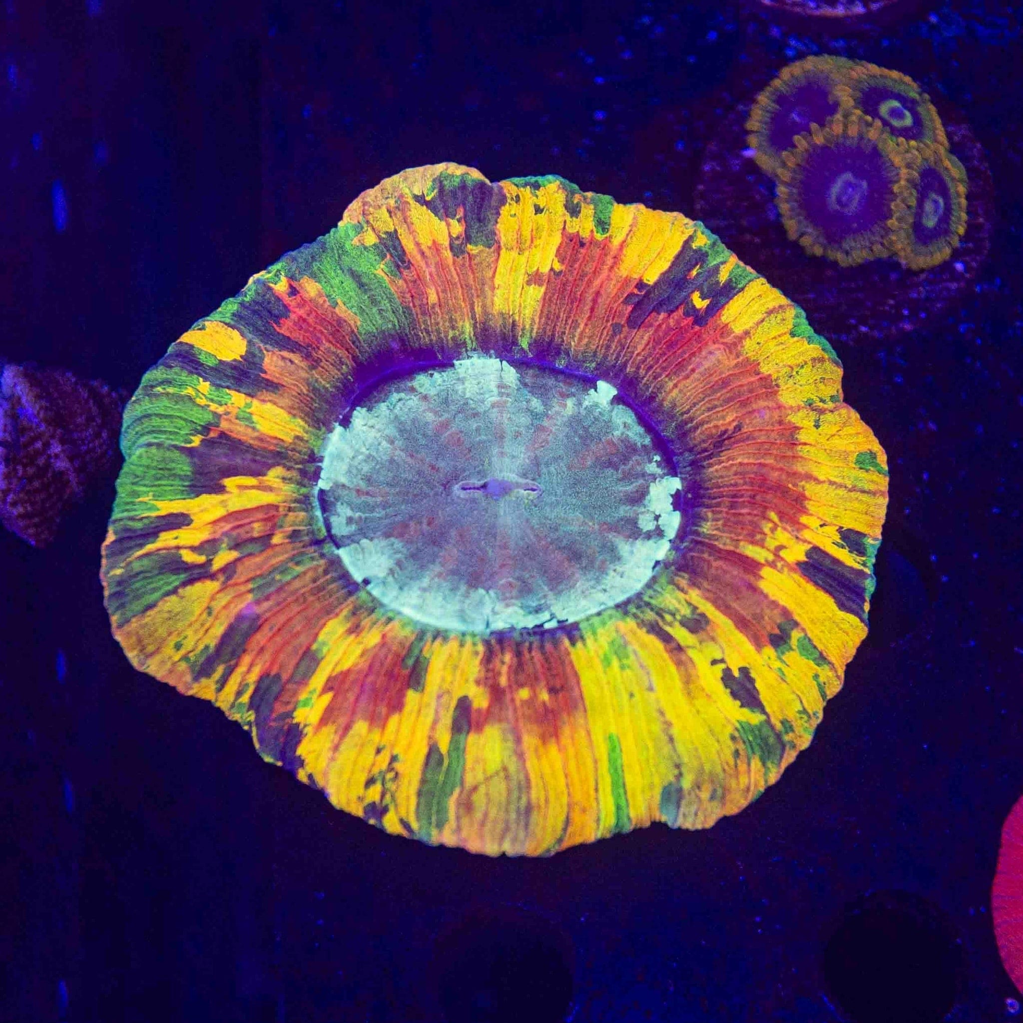 Ultra Rainbow Trachy – Top Shelf Aquatics