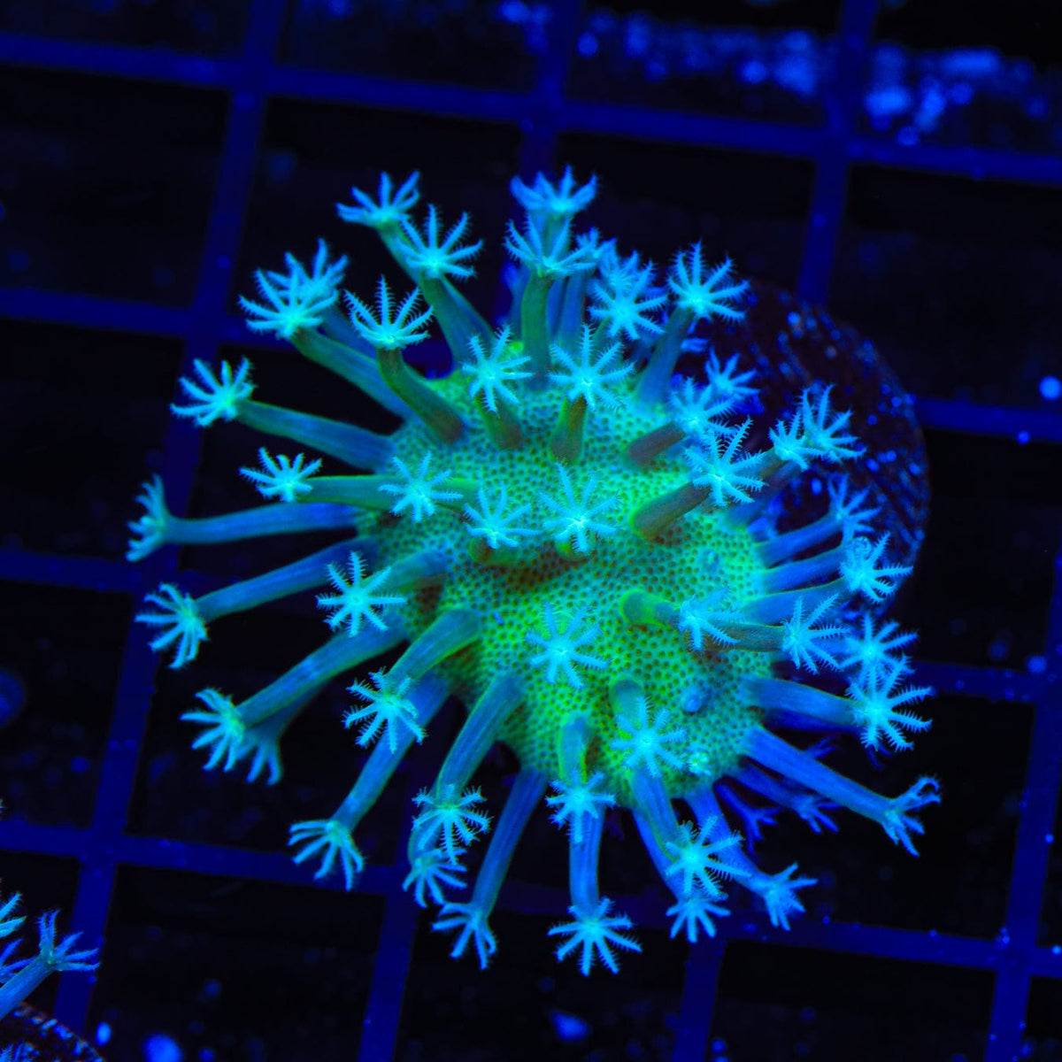 Ultra Toadstool Leather Coral – Top Shelf Aquatics