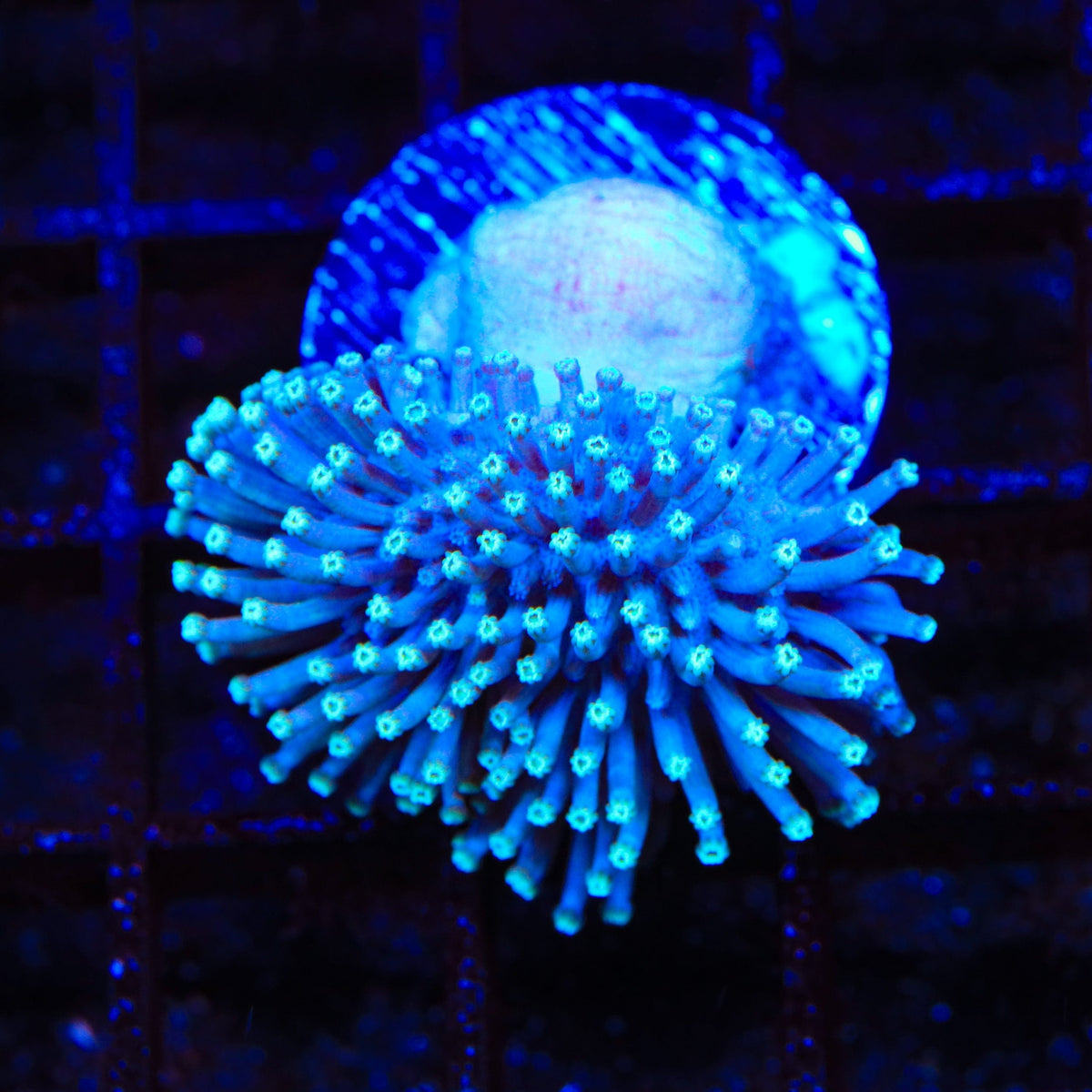 Toadstool Leather Coral – Top Shelf Aquatics