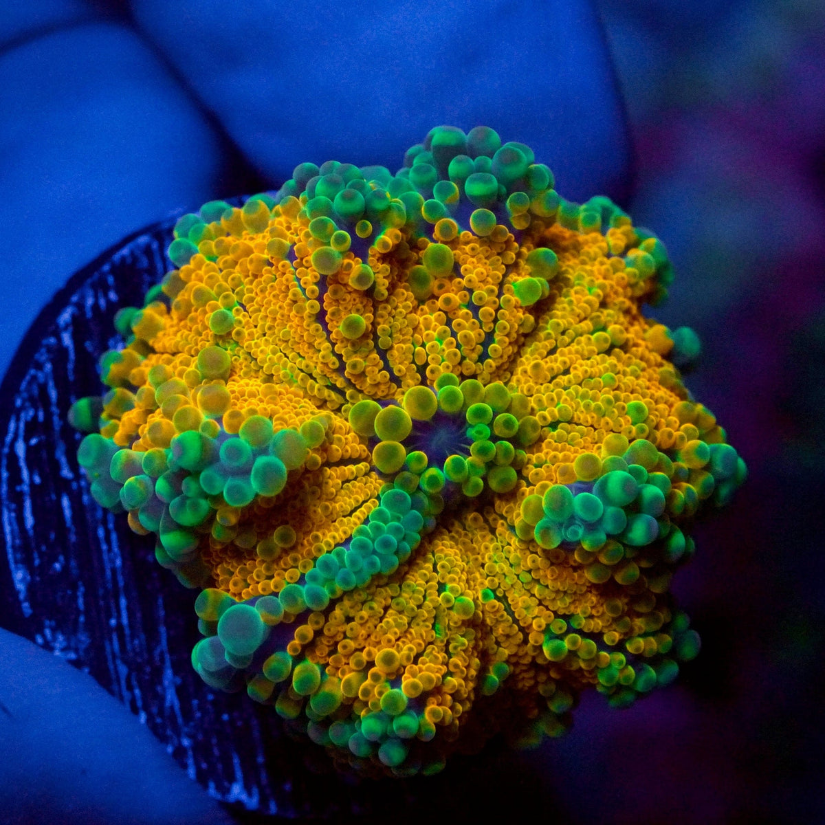 Ultra Yuma Mushroom Coral – Top Shelf Aquatics