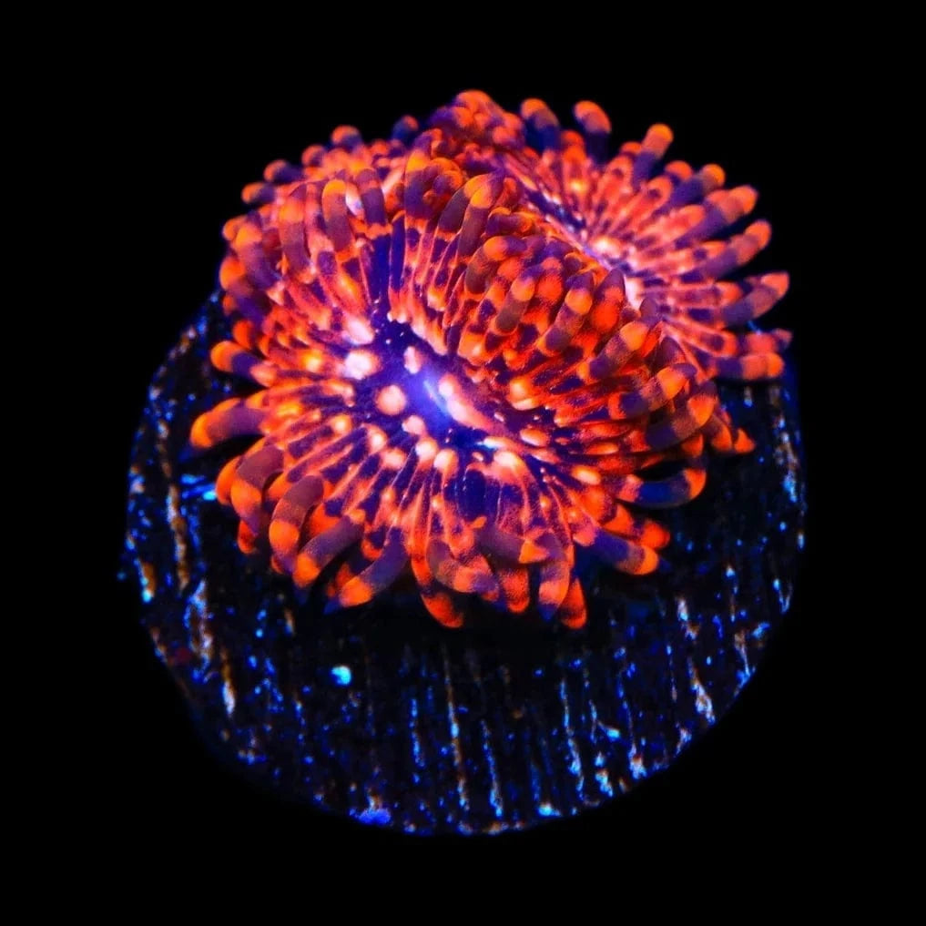 Utter Chaos Zoanthids Coral – Top Shelf Aquatics