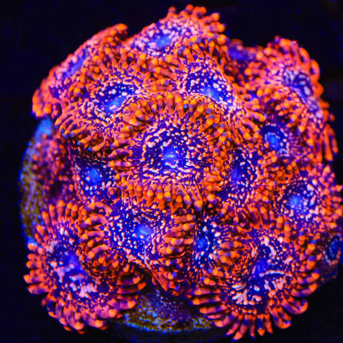 Utter Chaos Zoanthids Coral – Top Shelf Aquatics