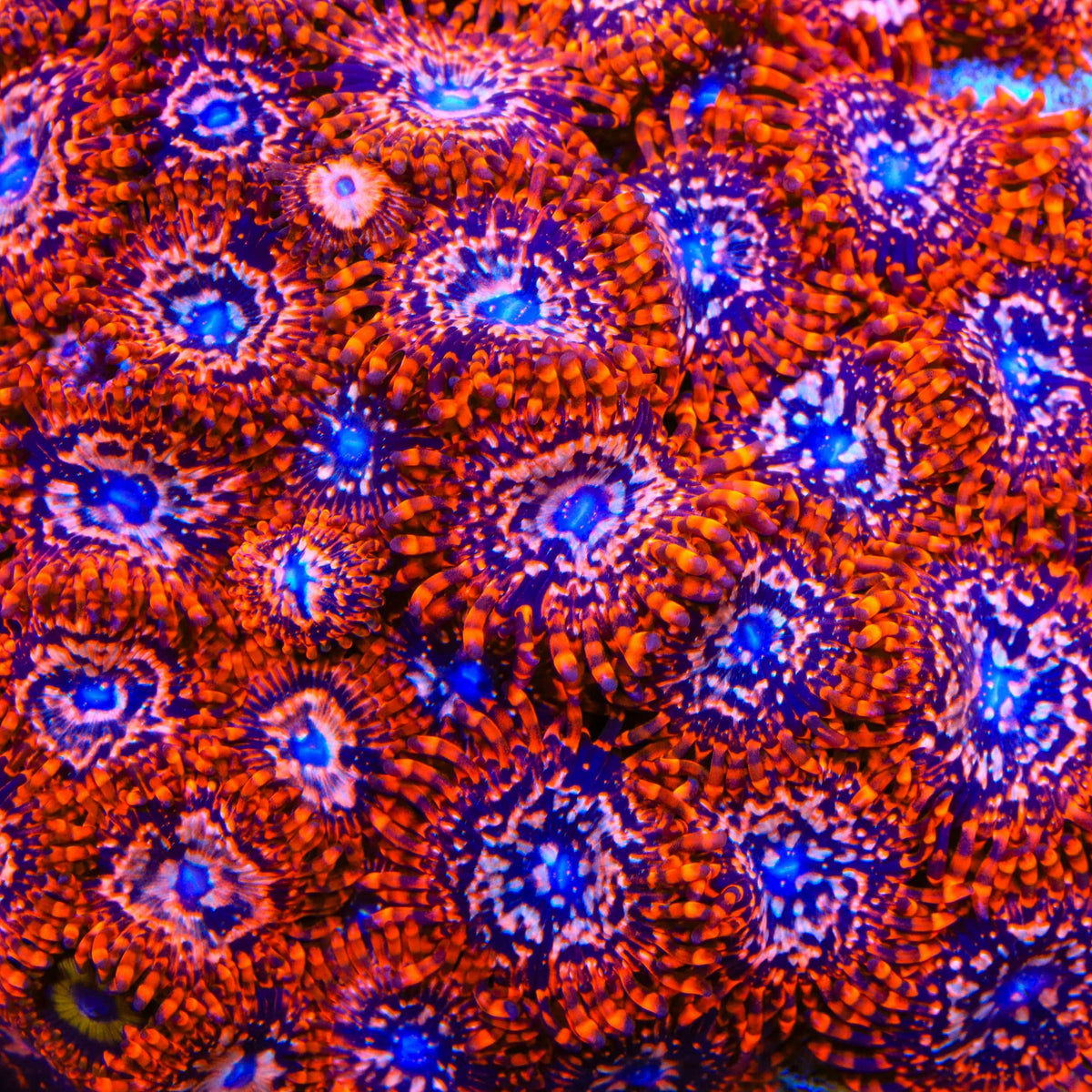Utter Chaos Zoanthids Coral – Top Shelf Aquatics
