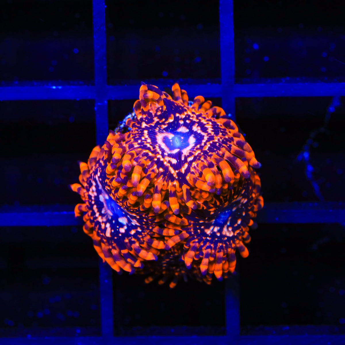 Utter Chaos Zoanthids Coral – Top Shelf Aquatics